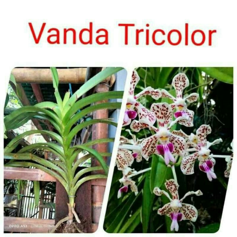 Jual Anggrek vanda tricolor dewasa | Shopee Indonesia