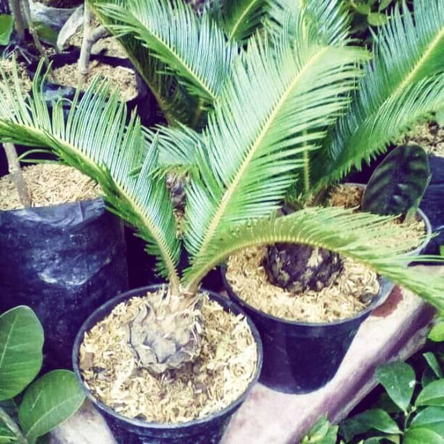 Jual Tanaman Hias Bunga Mawar Jambe atau Sikas | Shopee Indonesia