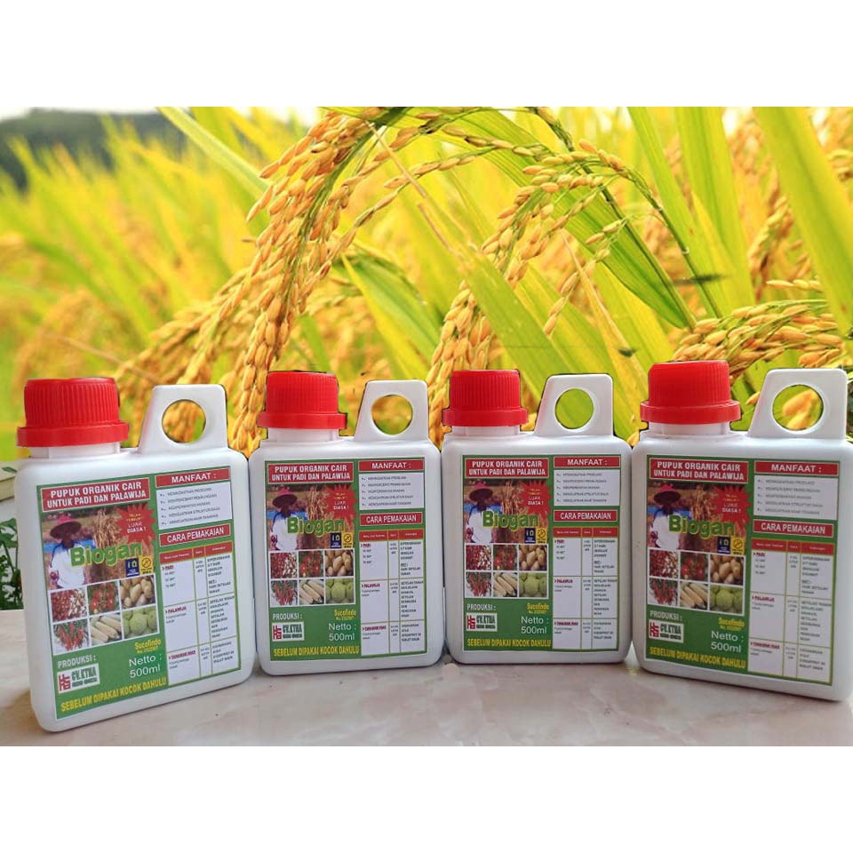 Jual POC BIOGAN UNTUK BUDIDAYA TANAMAN PADI 500ML | Shopee Indonesia