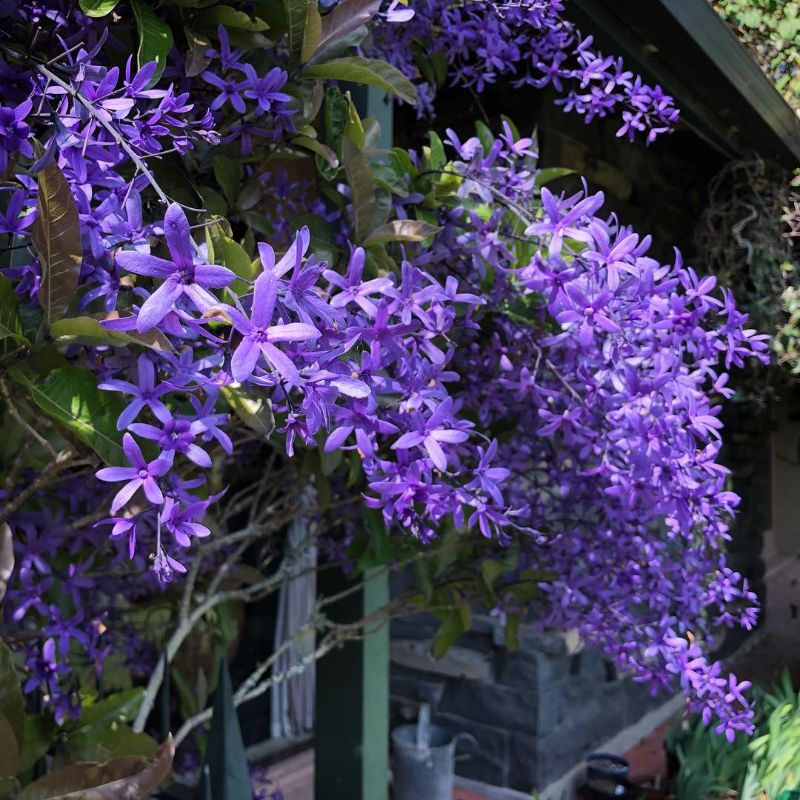 Jual Bibit tanaman bunga rambat ungu sandpaper vine/queen's wreath ...