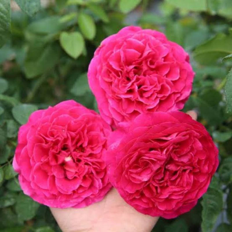 Jual Tanaman Mawar Import Kate Rose (wangi) | Shopee Indonesia Jual Tanaman Mawar Import Kate Rose (wangi) | Shopee Indonesia