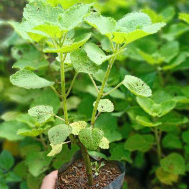 Jual Bibit Tanaman Bangun-Bangun - Tanaman Daun Torbangun - Obat Herbal ...