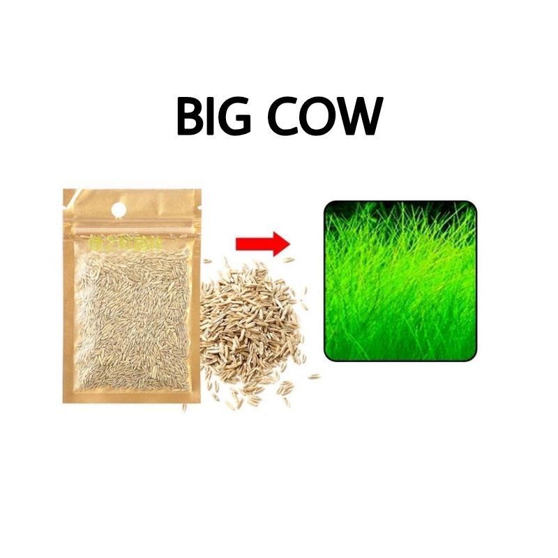 Jual Benih Rumput Aquascape Aquarium Bibit Rumput Carpet Seed Grass ...