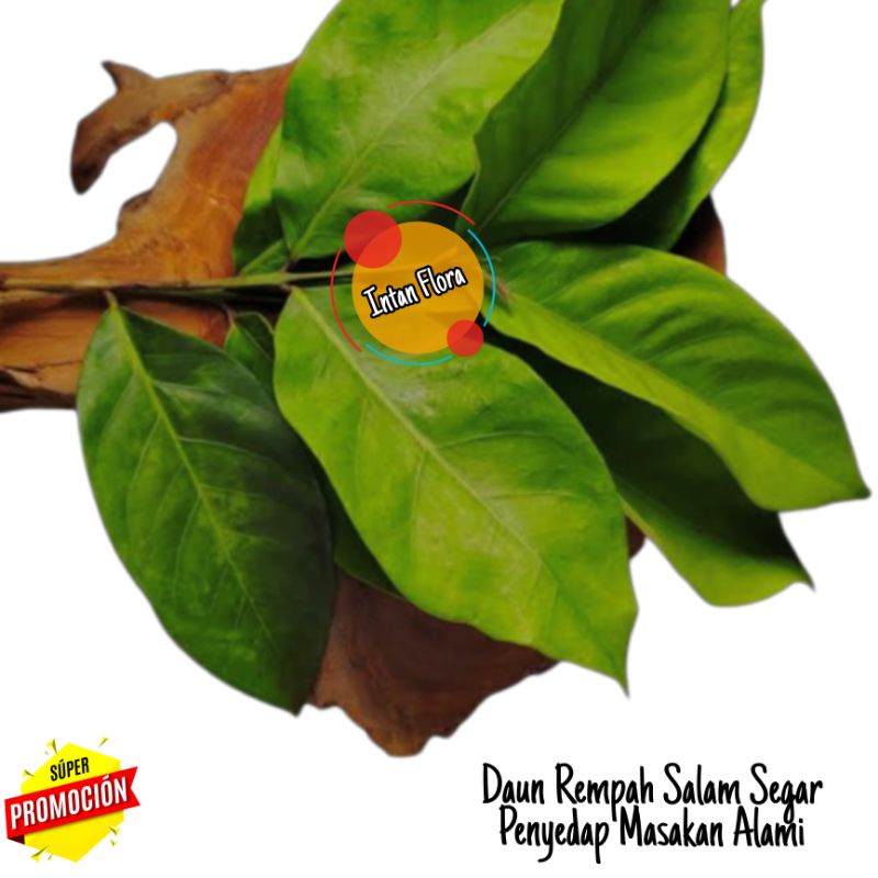 Jual Daun Salam Segar-Rempah penyedap masakan terbaik (30 lembar ...