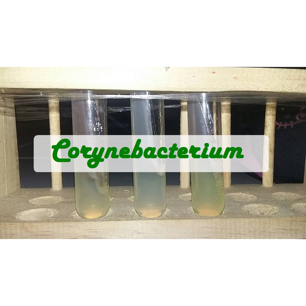 Jual Biakan Corynebacterium Murni Isolat Corynebacterium | Shopee Indonesia
