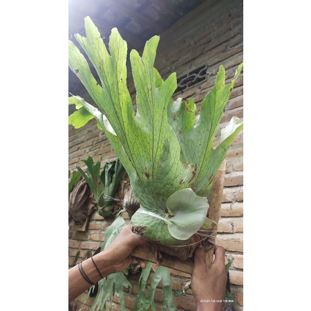 Jual Platycerium wandae/ simbar papua | Shopee Indonesia