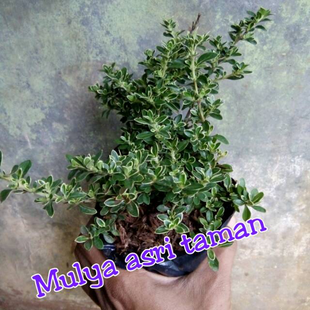 Jual Tanaman hias mirten varigata, pohon mirten varigata | Shopee Indonesia