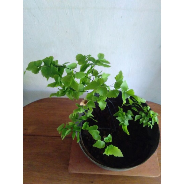 Jual suplir belimbing cristad cantik 2 pot | Shopee Indonesia