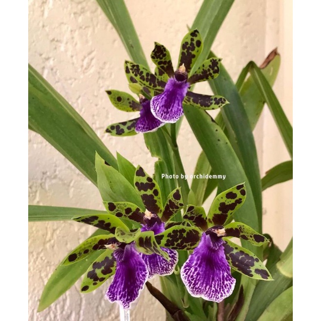 Jual Anggrek oncidium Dewasa Lime Violet Siap Bunga | Shopee Indonesia