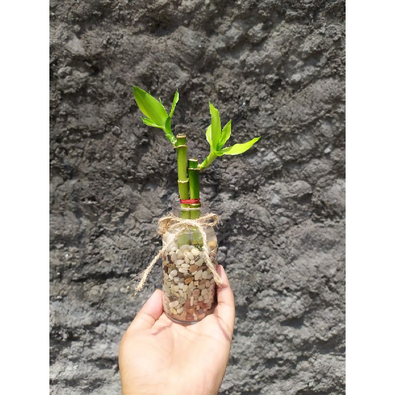 Jual HIASAN BAMBU HIDUP BOTOL MINI | Shopee Indonesia