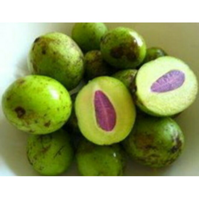 Jual bibit pohon gandaria/buah jatake | Shopee Indonesia