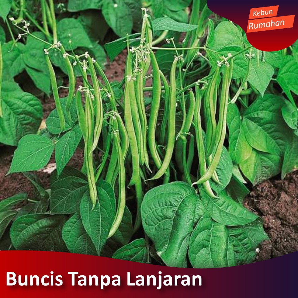 Jual 15 Biji Benih Sayuran Benih Buncis Tala Tanpa Lanjaran | Shopee ...
