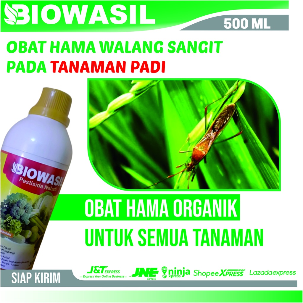 Jual Pestisida Hama Biowasil Pembasmi Hama Walang Sangit Pada Tanaman ...