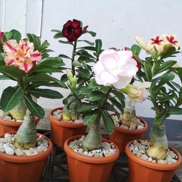 Jual Promo Bisa Cod Bunga Hias Adenium Bunga Tumpuk Tanaman Hias