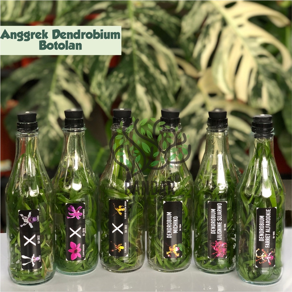 Jual Anggrek Dendrobium Botolan Siap Aklim Bibit Anggrek Dendro Dalam ...