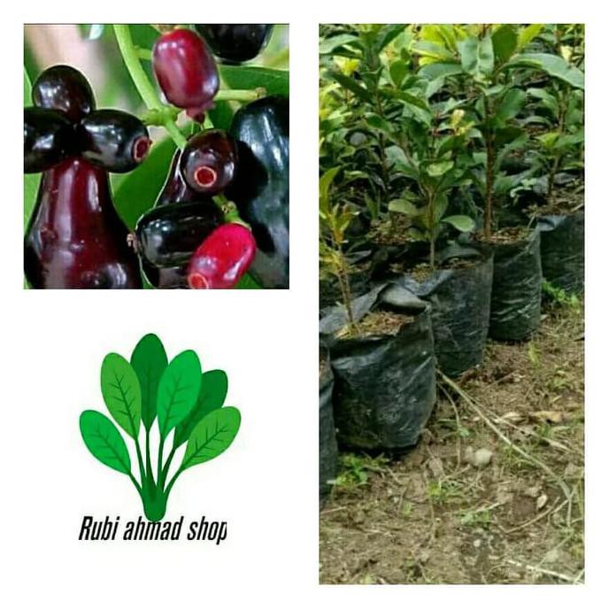 Jual Bibit Tanaman Jamblang Hitam/Pohon Jamblang/Buah Duwet Clr ...
