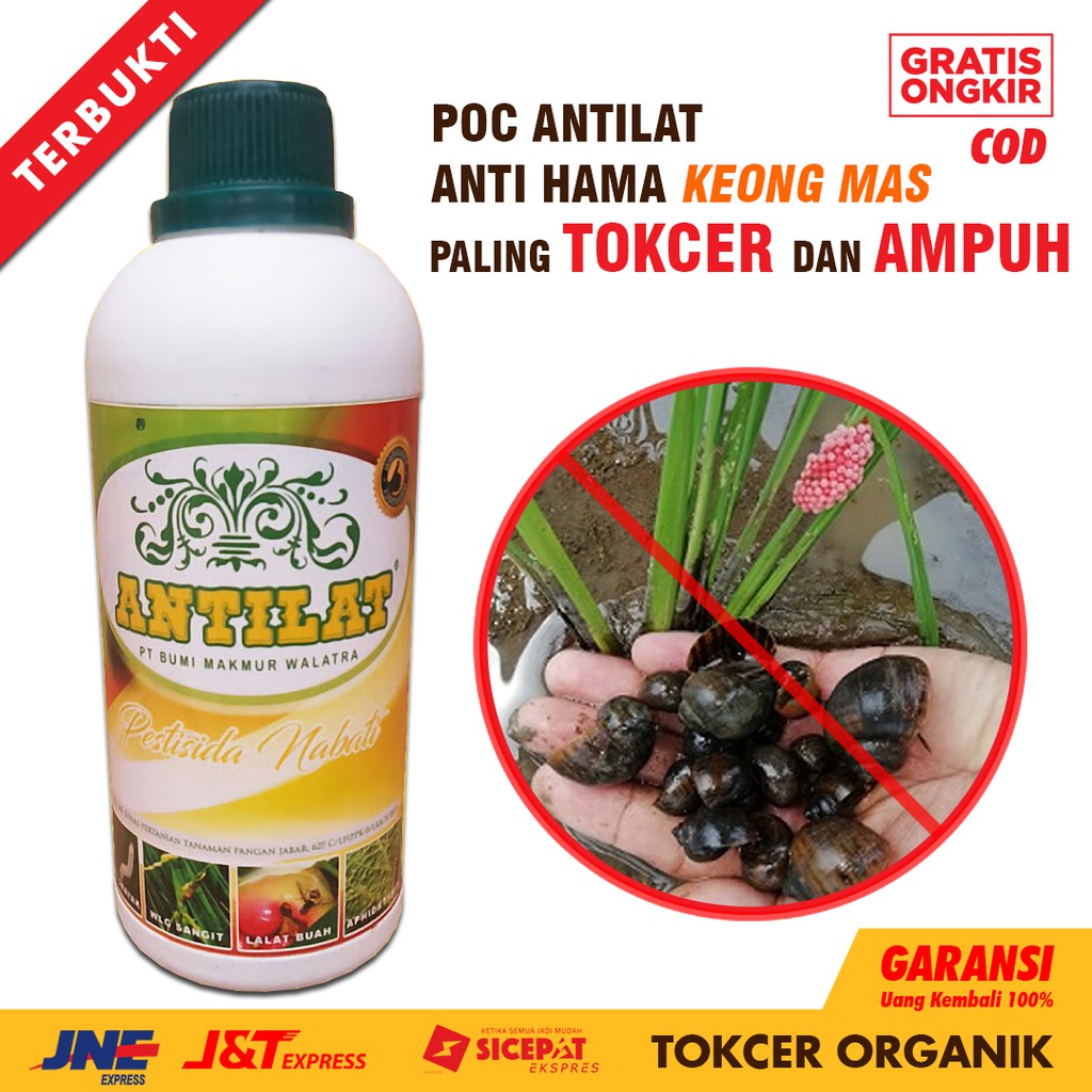 Jual Insektisida Pestisida Organik Obat Hama ANTILAT Pembasmi Keong Mas Pada Semua Tanaman ...