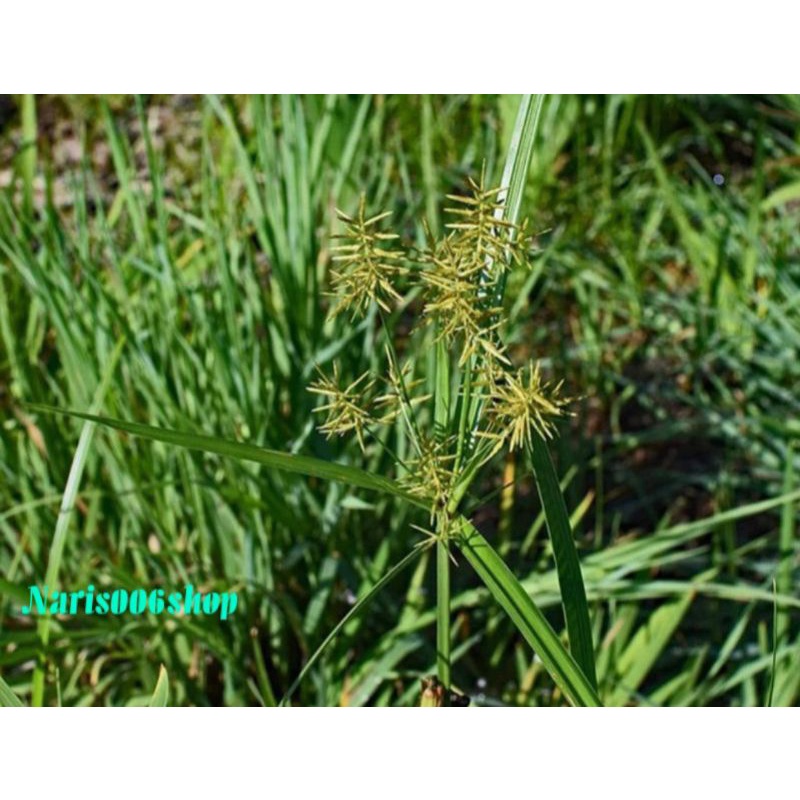 Jual RUMPUT TEKI DAUN BATANG DAN BENIH 300 grm | Shopee Indonesia