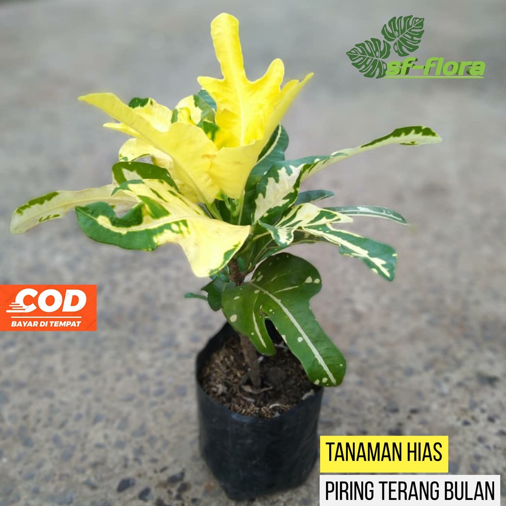 Jual Tanaman hias puting terang bulan-bunga | Shopee Indonesia