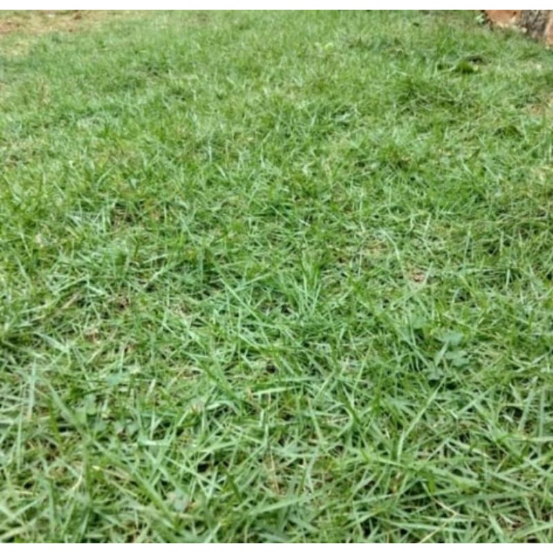 Jual Rumput Peking/Jepang kemasan 1 kg | Shopee Indonesia