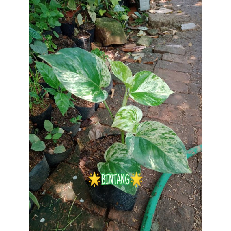 Jual Tanaman hias sirih gading varigata - Tanaman sri gading putih ...