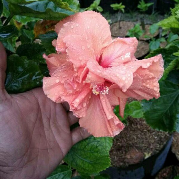 Jual tanaman bunga sepatu bangkok typ 7 | Shopee Indonesia