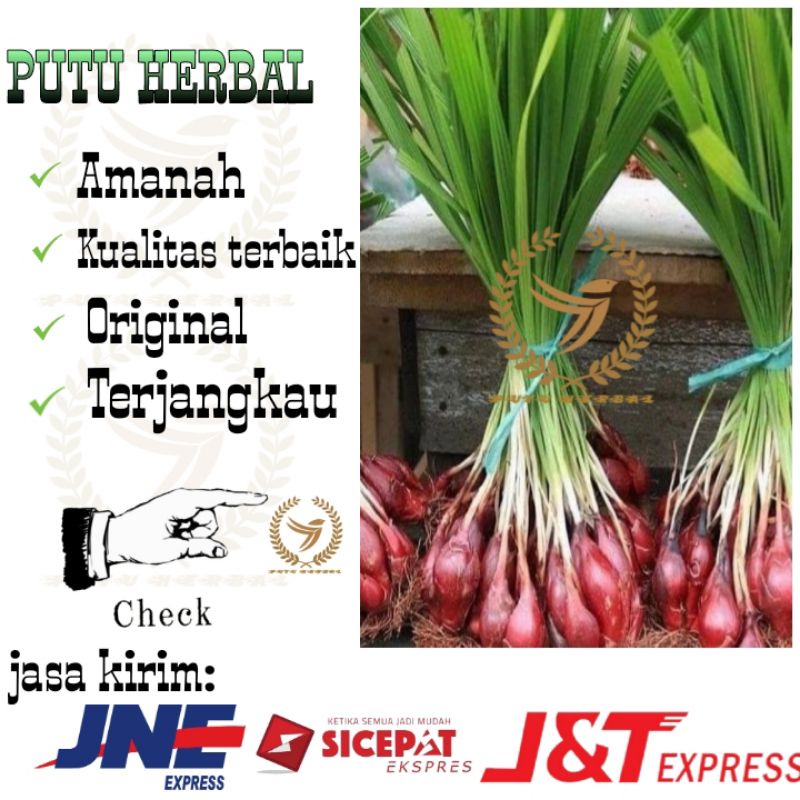 Jual BAWANG DAYAK SEGAR | Bawang hutan 250 gram | Shopee Indonesia