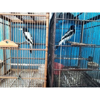 Jual Burung Jagal Papua Terlengkap & Harga Terbaru Maret 2026 | Shopee ...