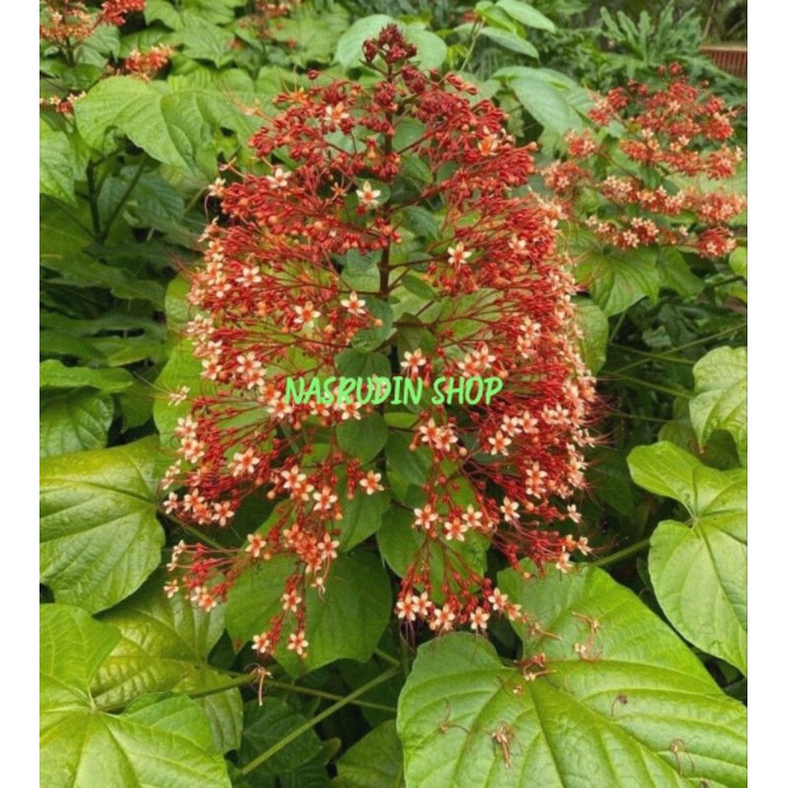 Jual BIBIT STEK BUNGA PAGODA | POTONGAN BATANG TANAMAN HIAS BUNGA ... Jual BIBIT STEK BUNGA PAGODA | POTONGAN BATANG TANAMAN HIAS BUNGA ...