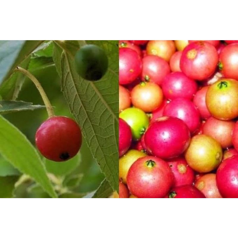 Jual Buah Kersen - Buah Herbal - 100 Gram | Shopee Indonesia