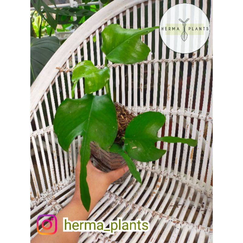 Jual Epipremnum pinnatum 'Skeleton Key' | Shopee Indonesia
