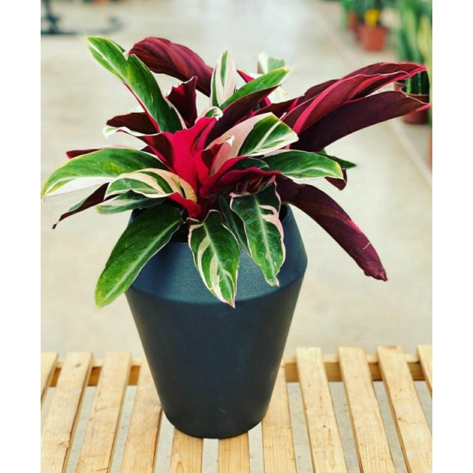 Jual tanaman hias calathea tricolour /kalatea trio star / kalatea ...