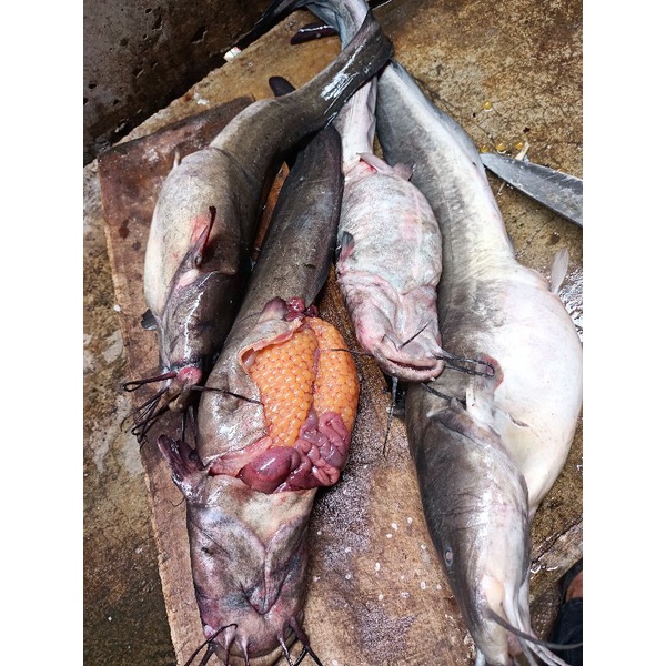 Jual ikan Sembilang bertelur segar 1kg | Shopee Indonesia
