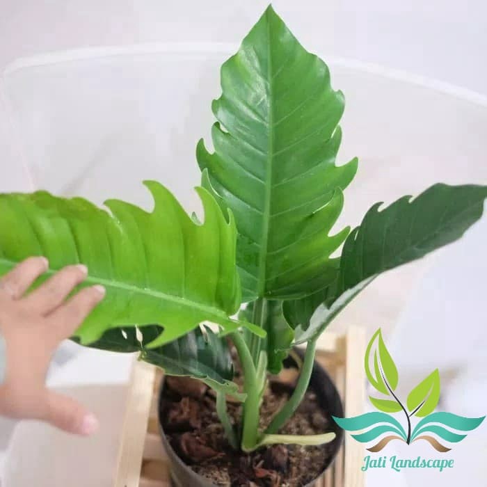 Jual Tanaman Hias Philodendron Gergaji- Tanaman Hias Philo Gergaji ...