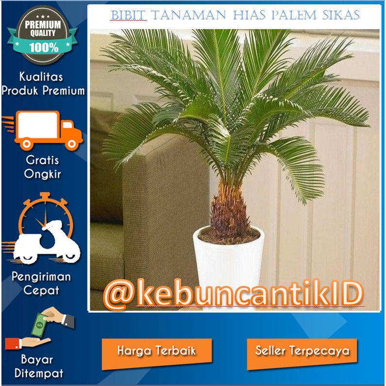 Jual BIBIT TANAMAN HIAS BUNGA MAWAR JAMBE SIKAS MURAH ASLI UNGGULAN ...