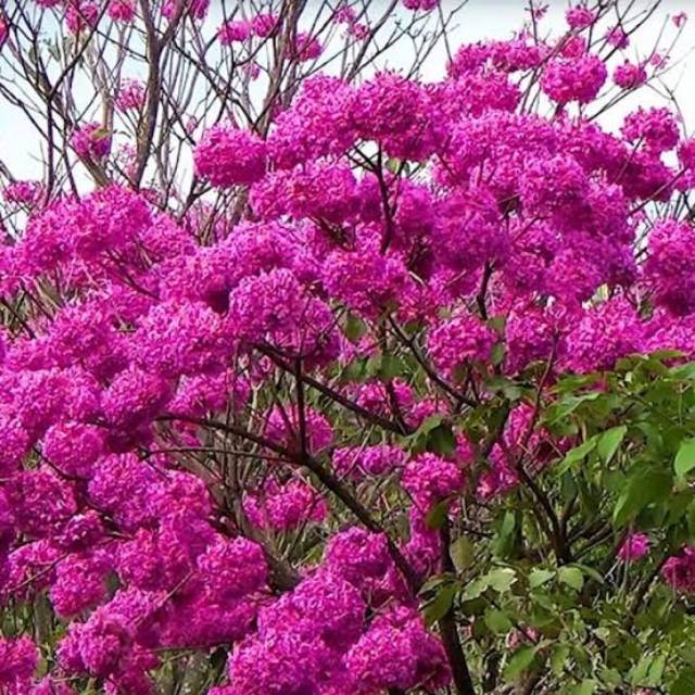 Jual Bibit tabebuya merah | Shopee Indonesia
