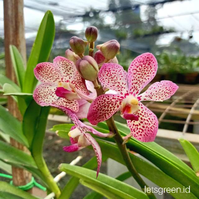 Jual Anggrek Vanda Aranda Magenta | Shopee Indonesia