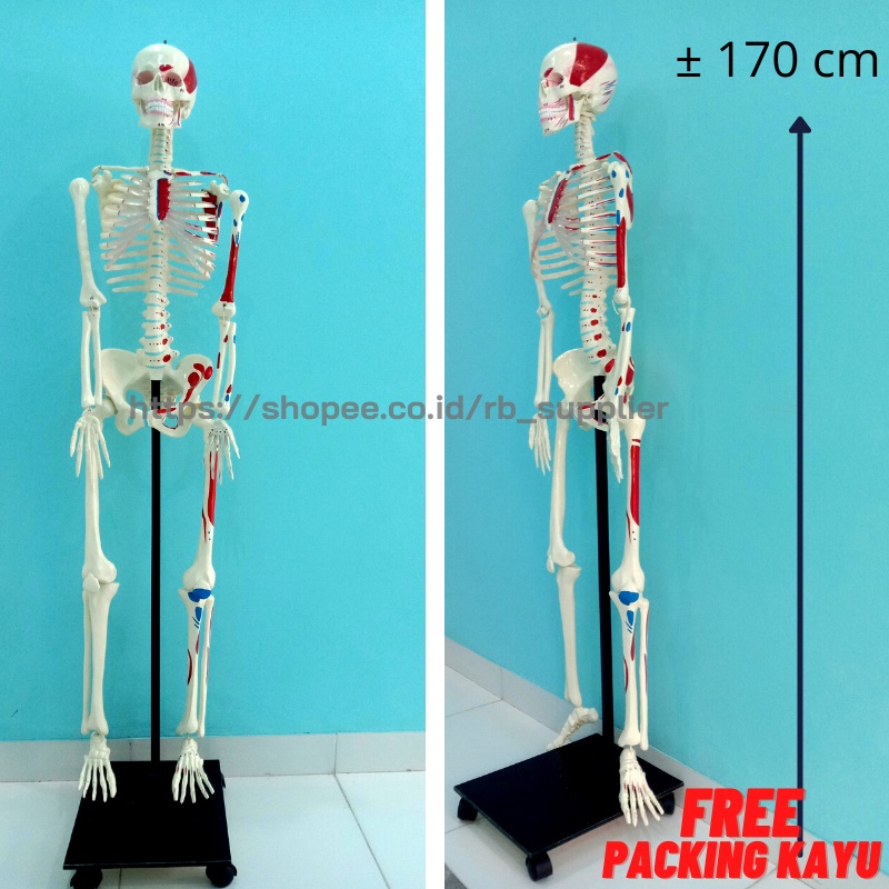 Jual Kerangka Manusia | Torso/Manikin/Manekin Anatomi Sistem Tulang ...