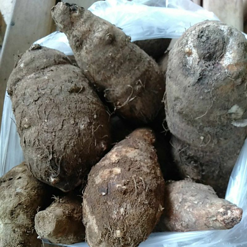 Jual Mbote Keladi Talas umbi segar kilogram @ | Shopee Indonesia
