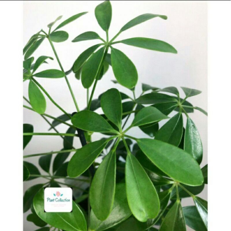 Jual TANAMAN HIAS WALISONGO DAUN HIJAU | SCHEFFLERA ARBORICOLA | Shopee Indonesia
