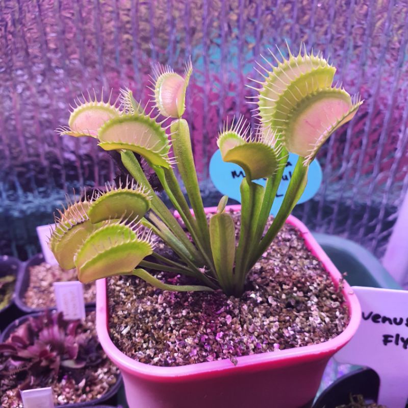 Jual Tanaman pemakan serangga Venus Fly Trap berbagai jenis | Shopee ...