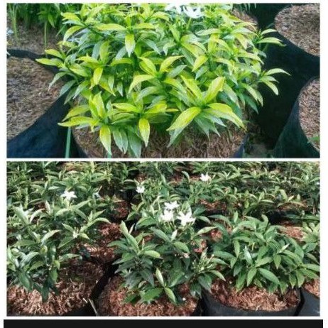 Jual Paket Murah! 2 Tanaman hias Rembosa mini Hijau dan Kuning | Shopee ...