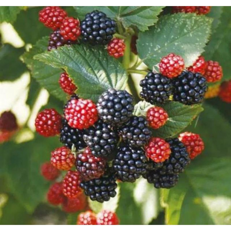 Jual murbey arbey buah murbey tanaman buah murbey tanaman murbey murah ...