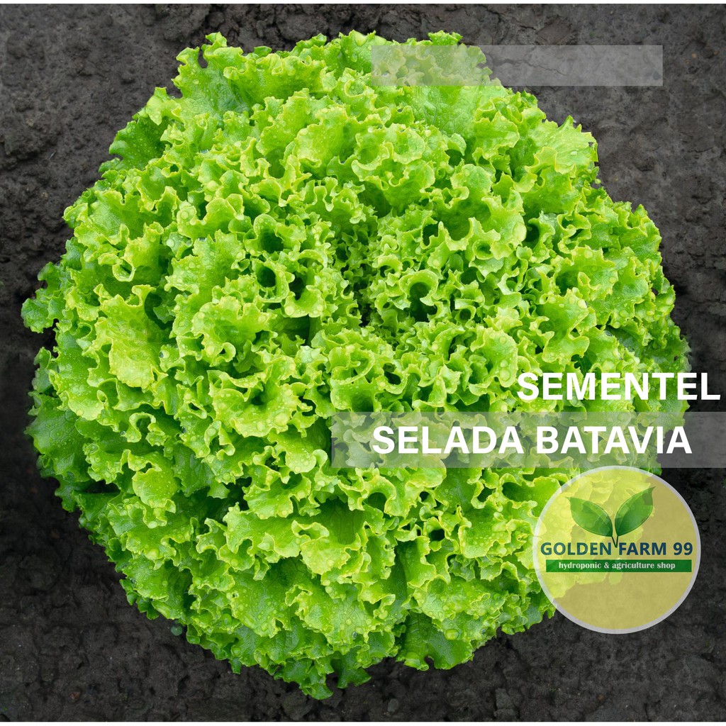 Jual Bejo Seed Benih Selada Sementel Isi 100 pills - Selada dengan ...