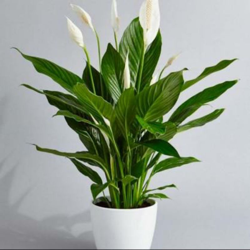 Jual Bunga peace lily tanaman hidup | Shopee Indonesia