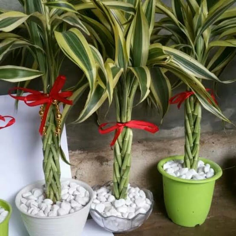 Jual BAMBU HOKI COCANG 3. BUNGA KEBERUNTUNGAN PEMBAWA REZEKI | Shopee ...