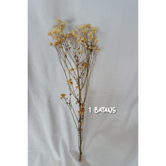 Jual Bunga Kering Estetik Kamelia Camelia Hiasan Vas Guci Kamar Buket ...