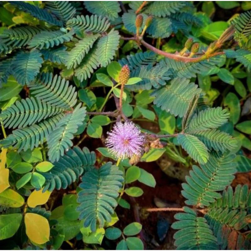 Jual Tanaman herbal putri malu akar batang daun 300 gram | Shopee Indonesia