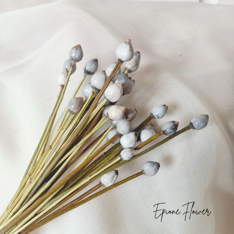 Jual Hanjeli Bunga Kering Aesthetic Tanpa Daun (3-5 tangkai) | Shopee ...