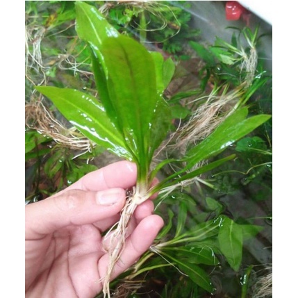 Jual Amazon sword tanaman aquascape/Ecinodurus Amazon Sword | Shopee ...